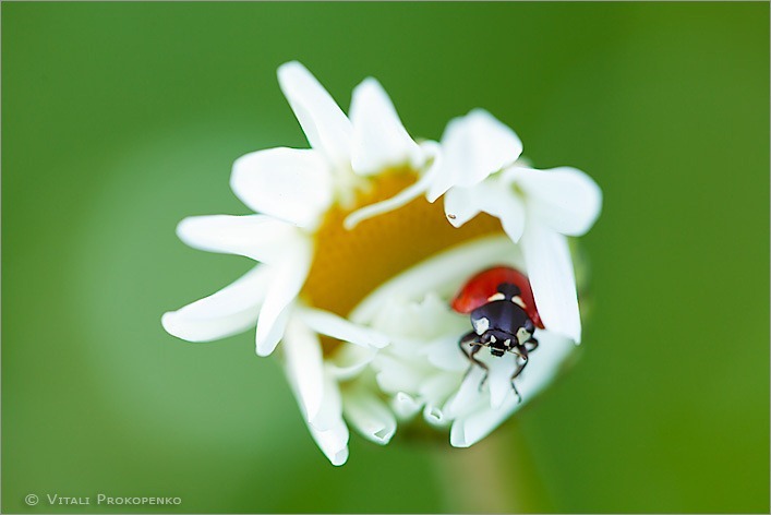 Good Night, Ladybug – vitali prokopenko | fine art